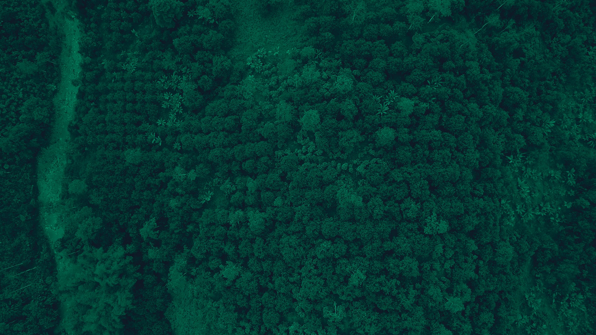Treedom: Planta o Regala un árbol y Sigaue la Historia en Línea