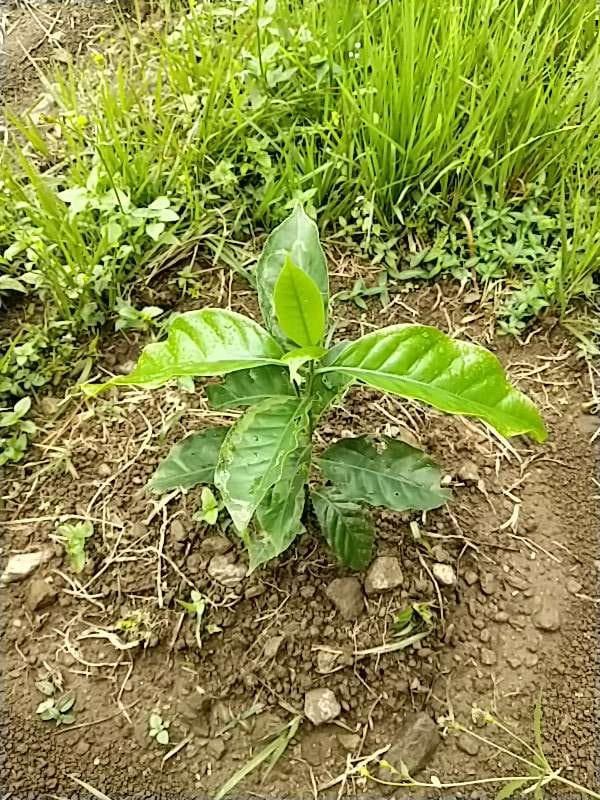 Albero di Coffea arabica di Sara Caterina Esposito - Treedom